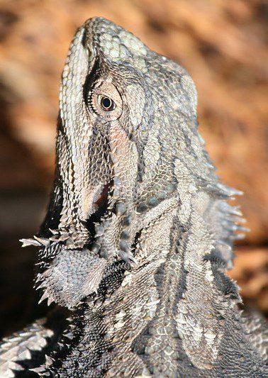 There be dragons… in the Conservation Evidence database | About ...