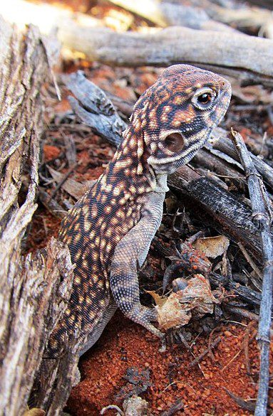 There be dragons… in the Conservation Evidence database | About ...